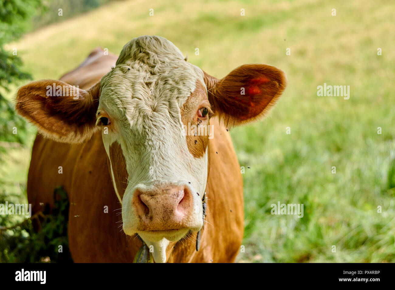 charming cow in the mountains Stock Photo - Alamy