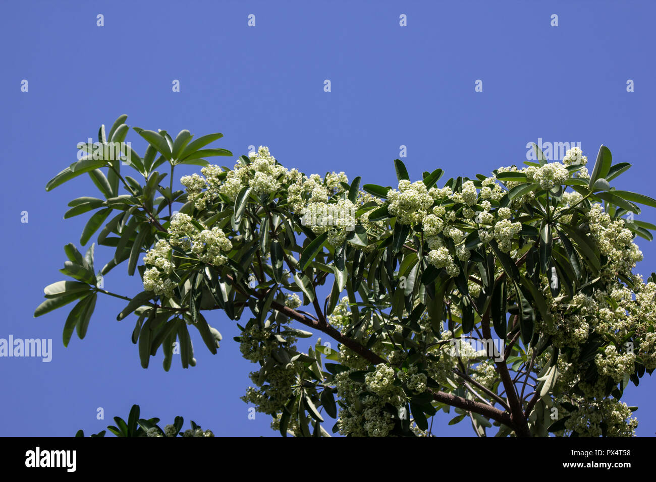 Green Flower of Blackboard Tree or Devil Tree Stock Photo - Alamy