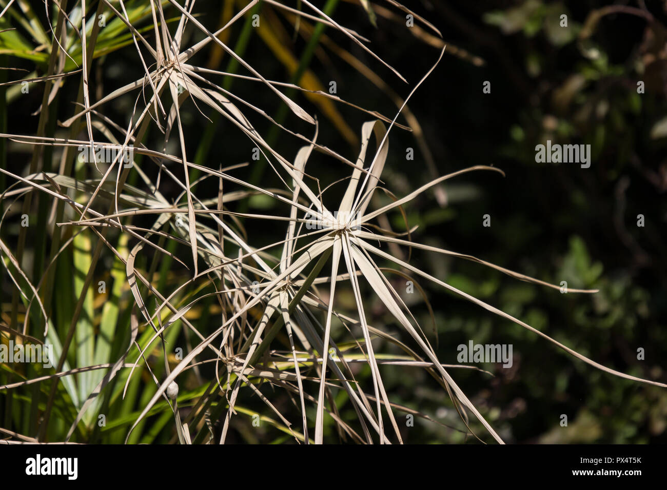Close up Die Brown Leaf of Papyrus tree Stock Photo - Alamy