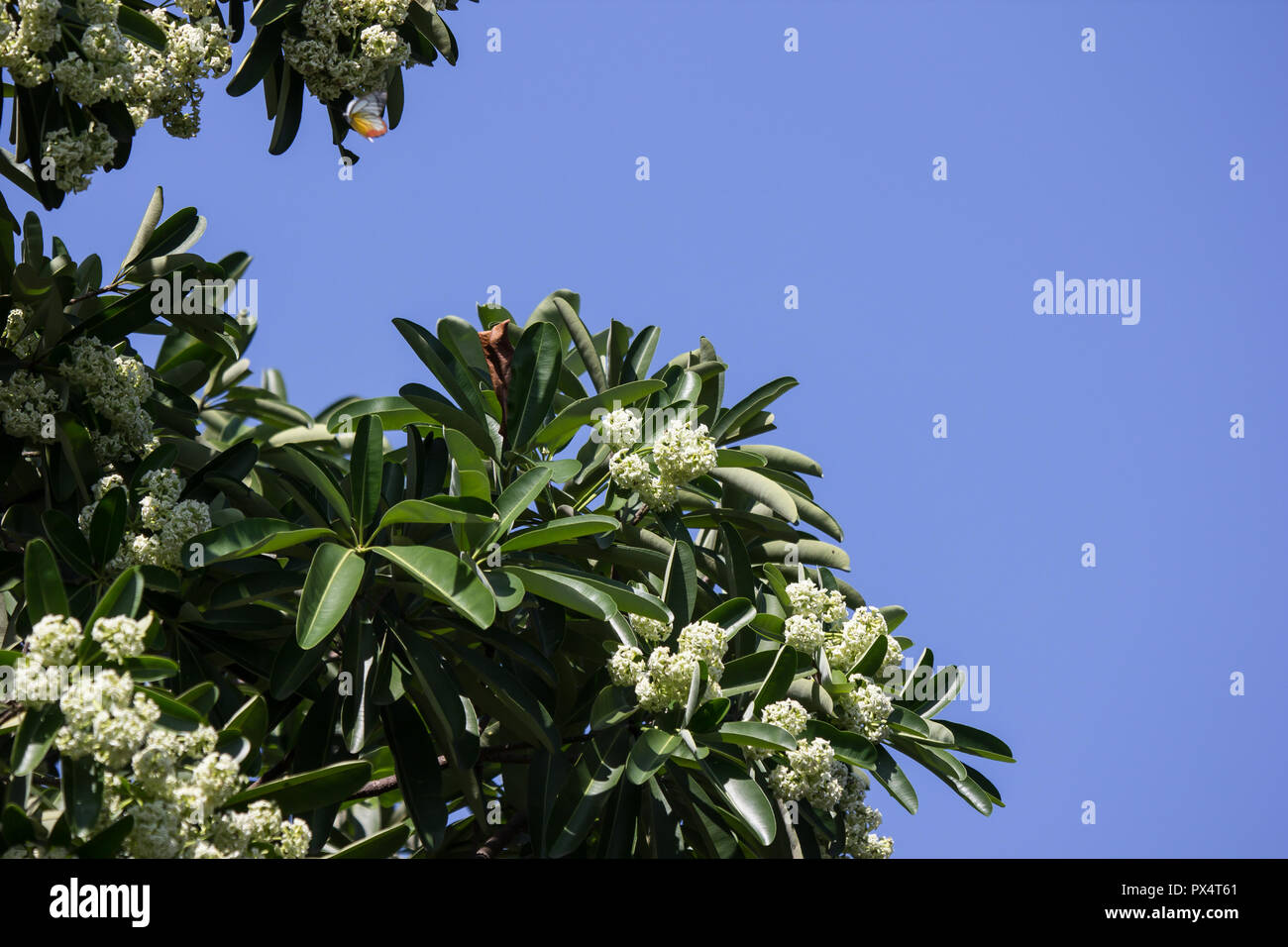 Green Flower of Blackboard Tree or Devil Tree Stock Photo - Alamy