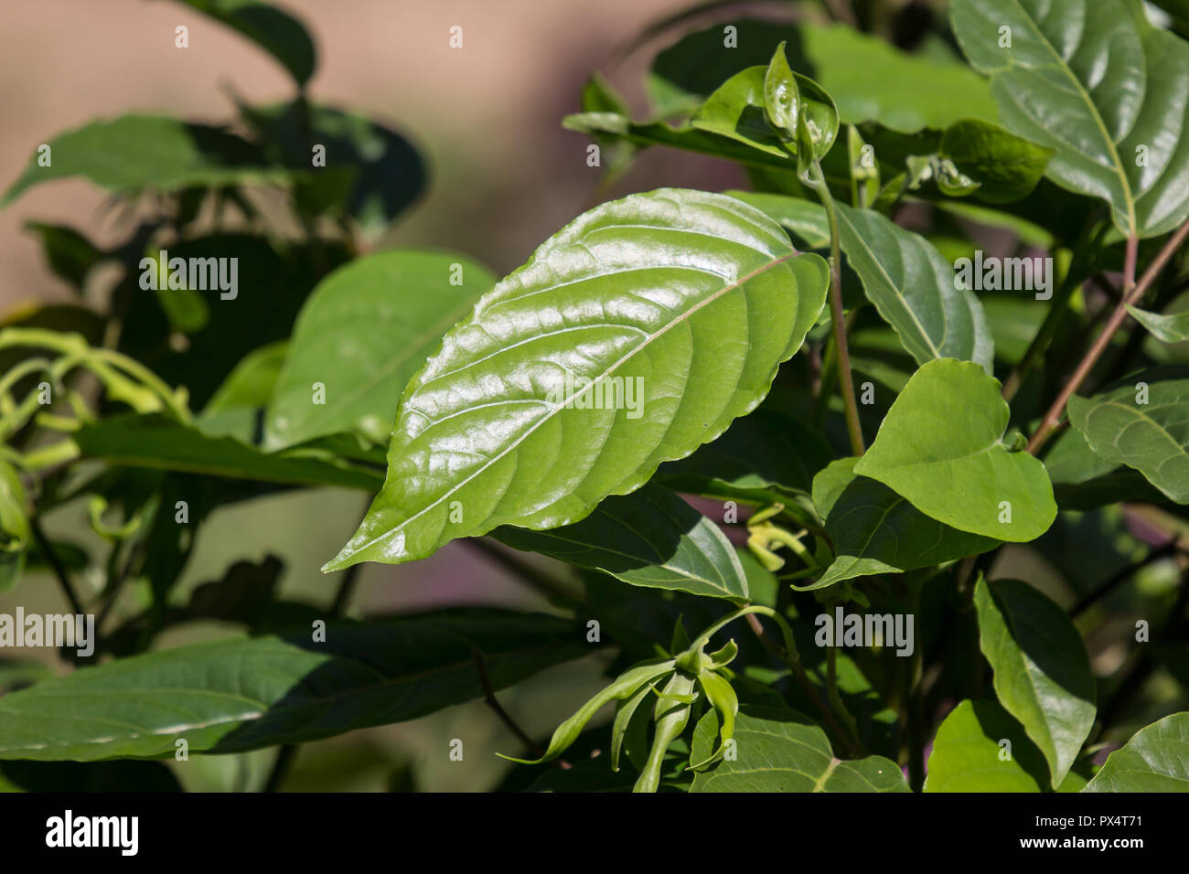 Desmos chinensis hi-res stock photography and images - Alamy