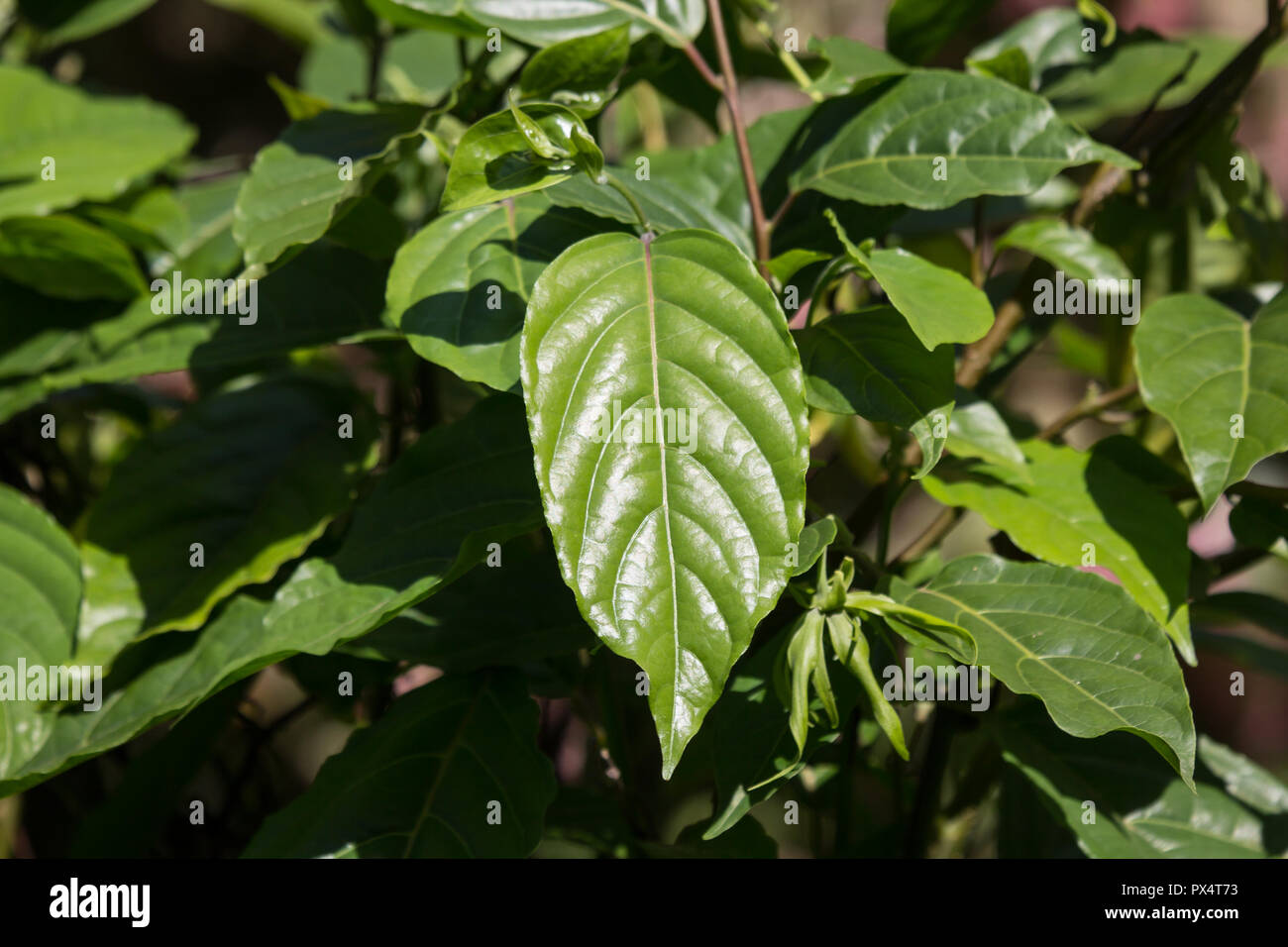 Green leaf yellow desmos chinensis flower Stock Photo - Alamy