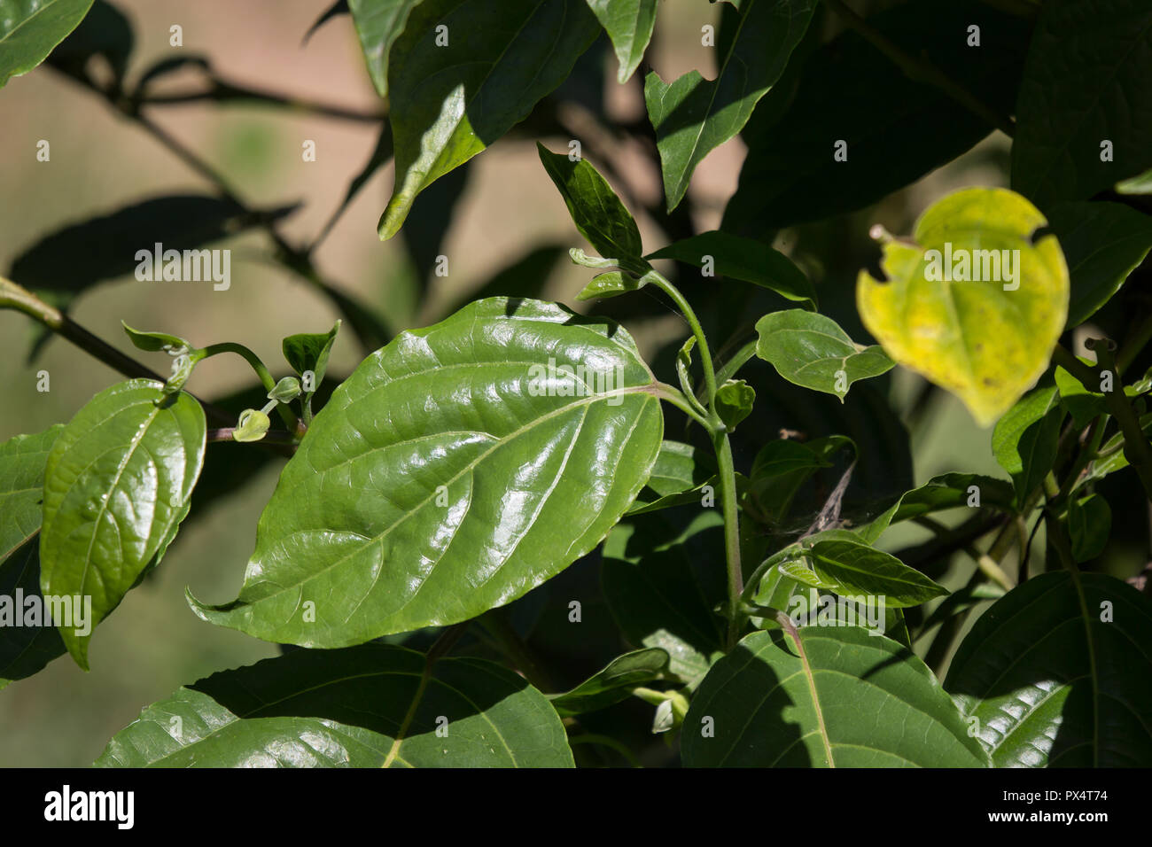 Desmos chinensis hi-res stock photography and images - Alamy