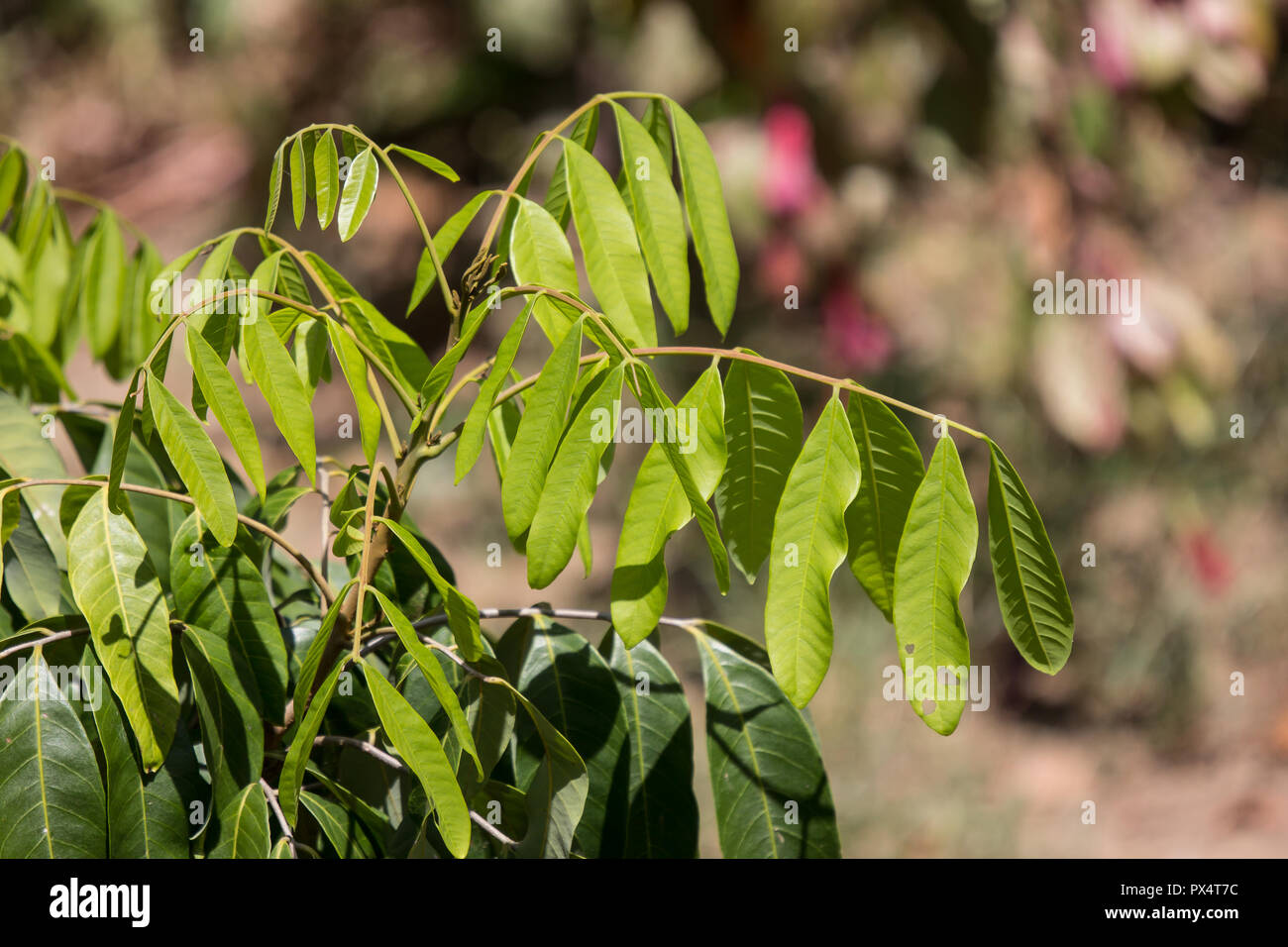 Longan Tree Leaves