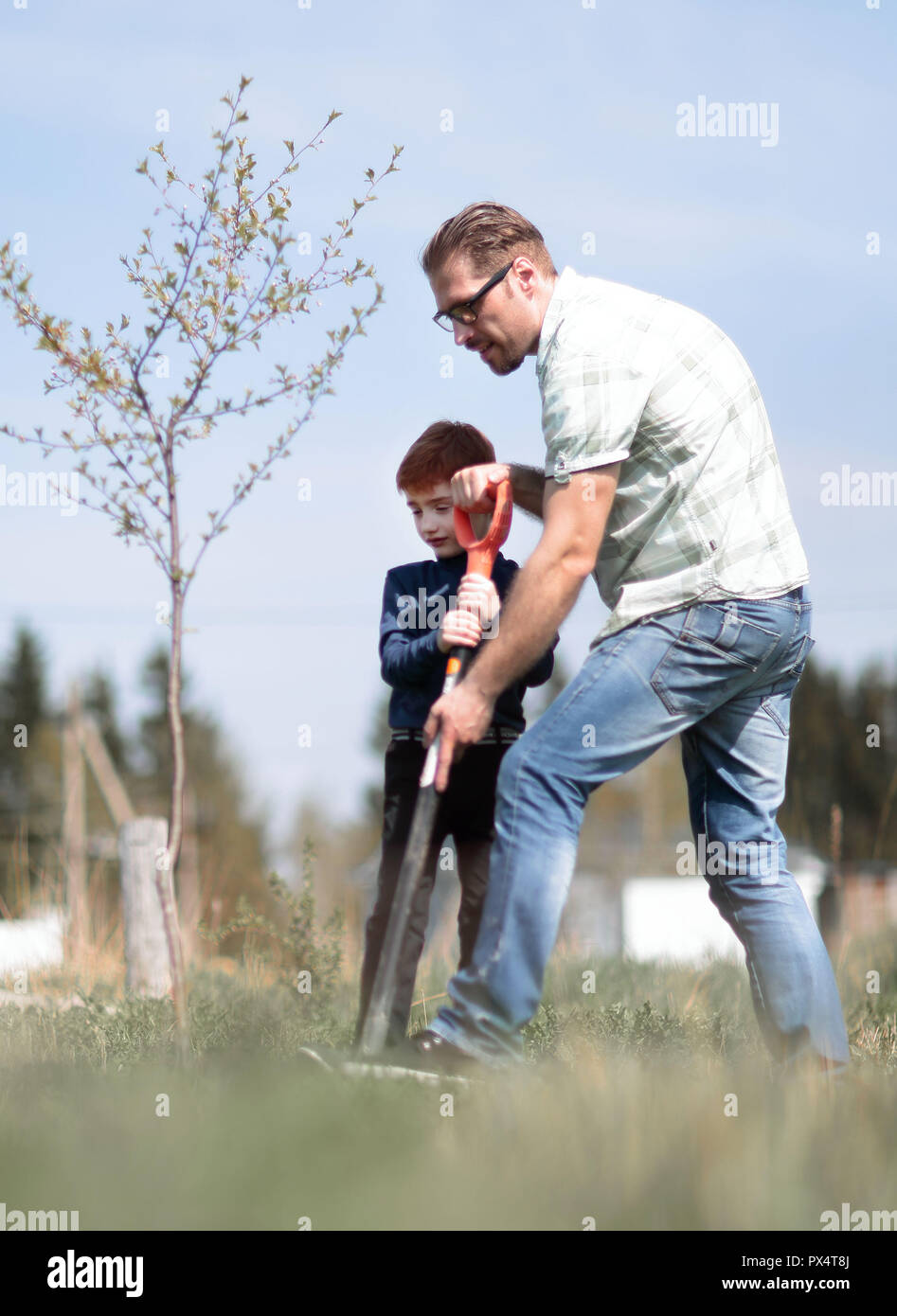 son and father plant a tree together .the concept of family education ...