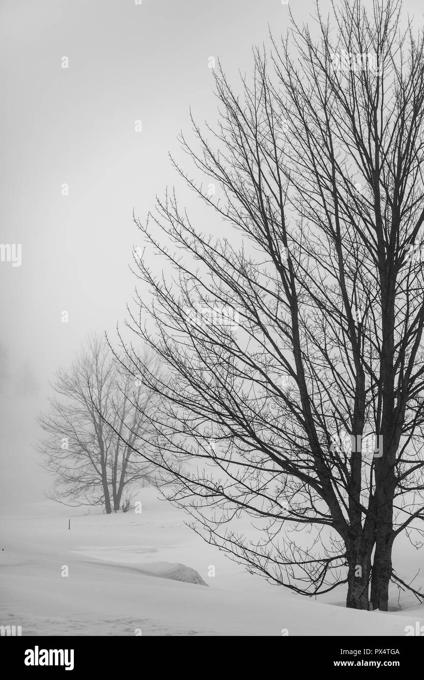 Snow-covered single tree isolated on pure white background Stock Photo ...