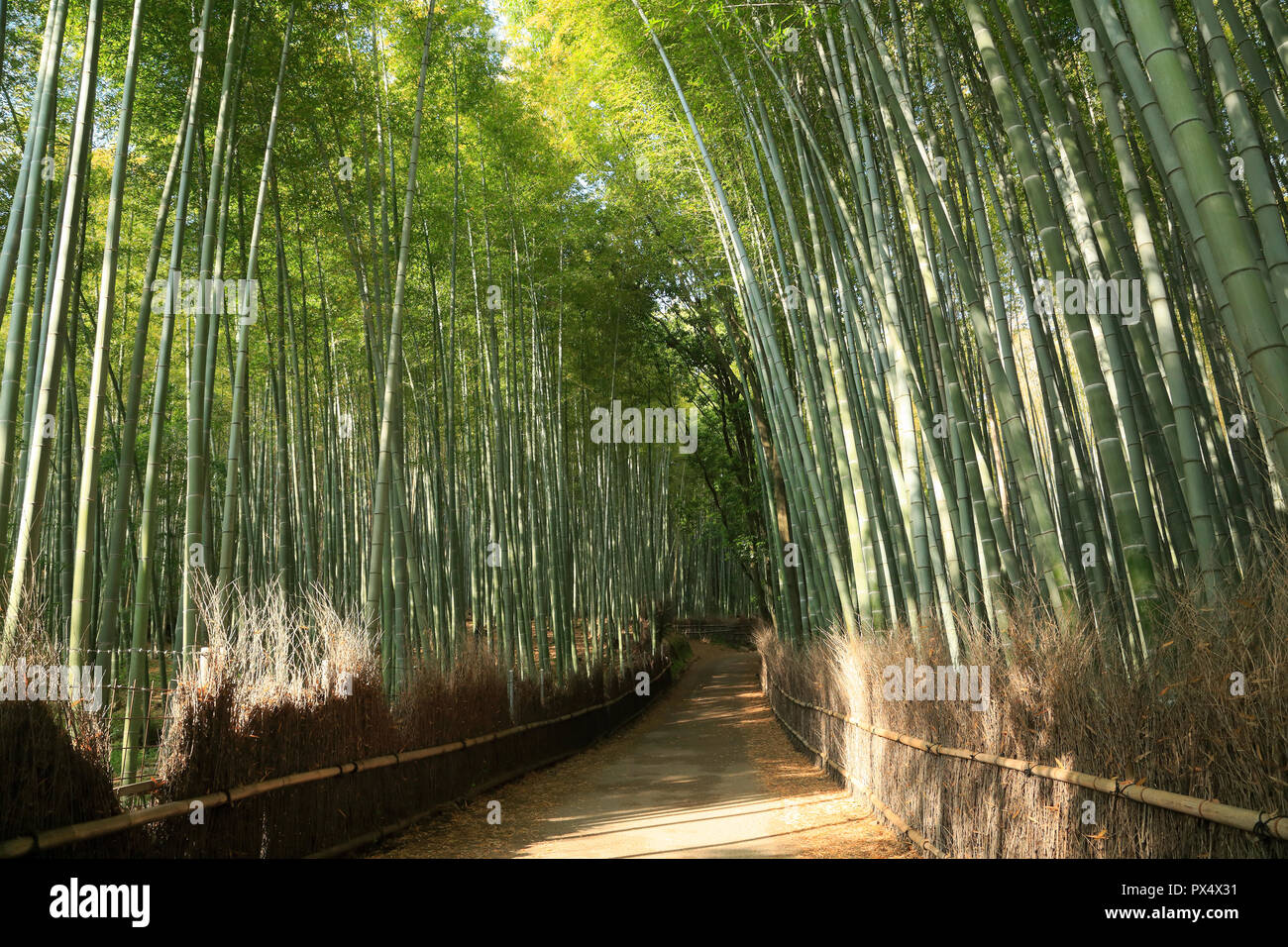 Bamboo Road in Kyoto, Arashiyama Stock Photo - Alamy