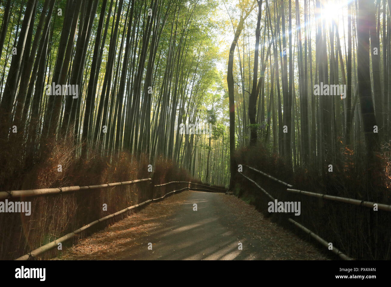 Bamboo Road in Kyoto, Arashiyama Stock Photo - Alamy