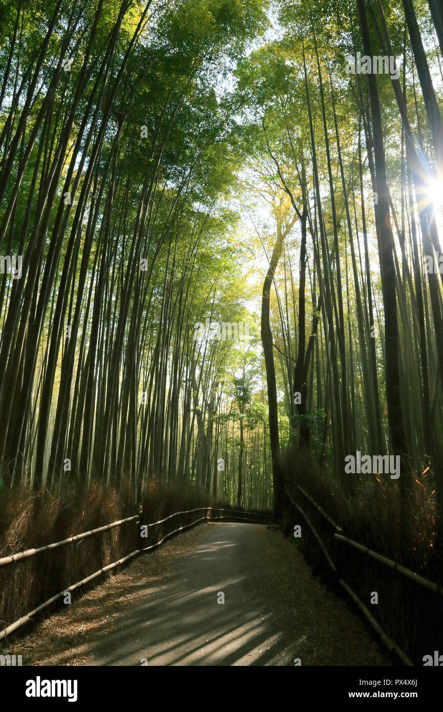 Bamboo Road in Kyoto, Arashiyama Stock Photo - Alamy