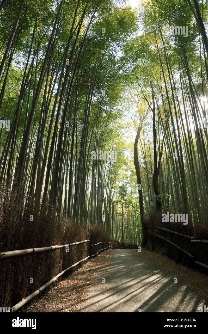 Bamboo Road in Kyoto, Arashiyama Stock Photo - Alamy
