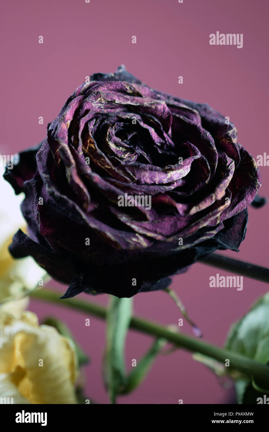 Curled Petals High Resolution Stock Photography and Images - Alamy