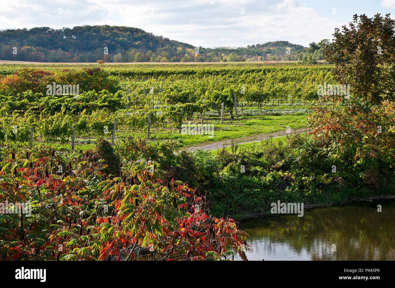 Beamsville Ontario Vineyard High Resolution Stock Photography and ...