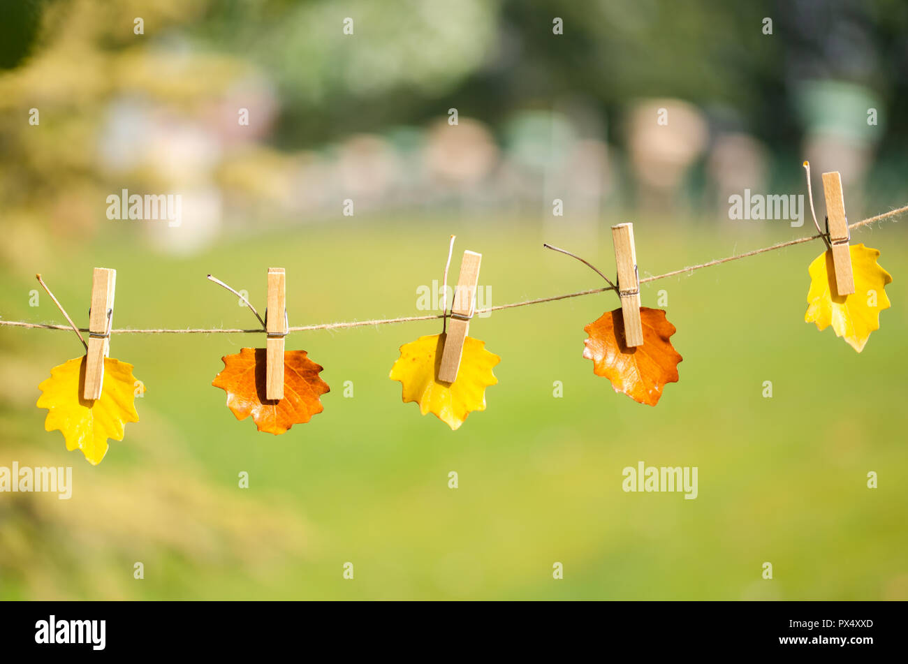 Autumn leaves on fall background.The leaves were hung with a latch on ...