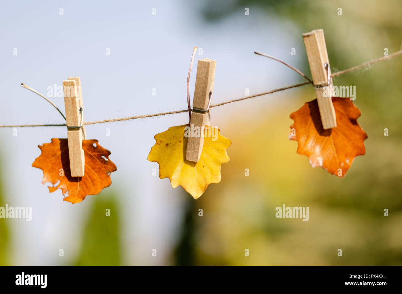 Autumn leaves on fall background.The leaves were hung with a latch on ...