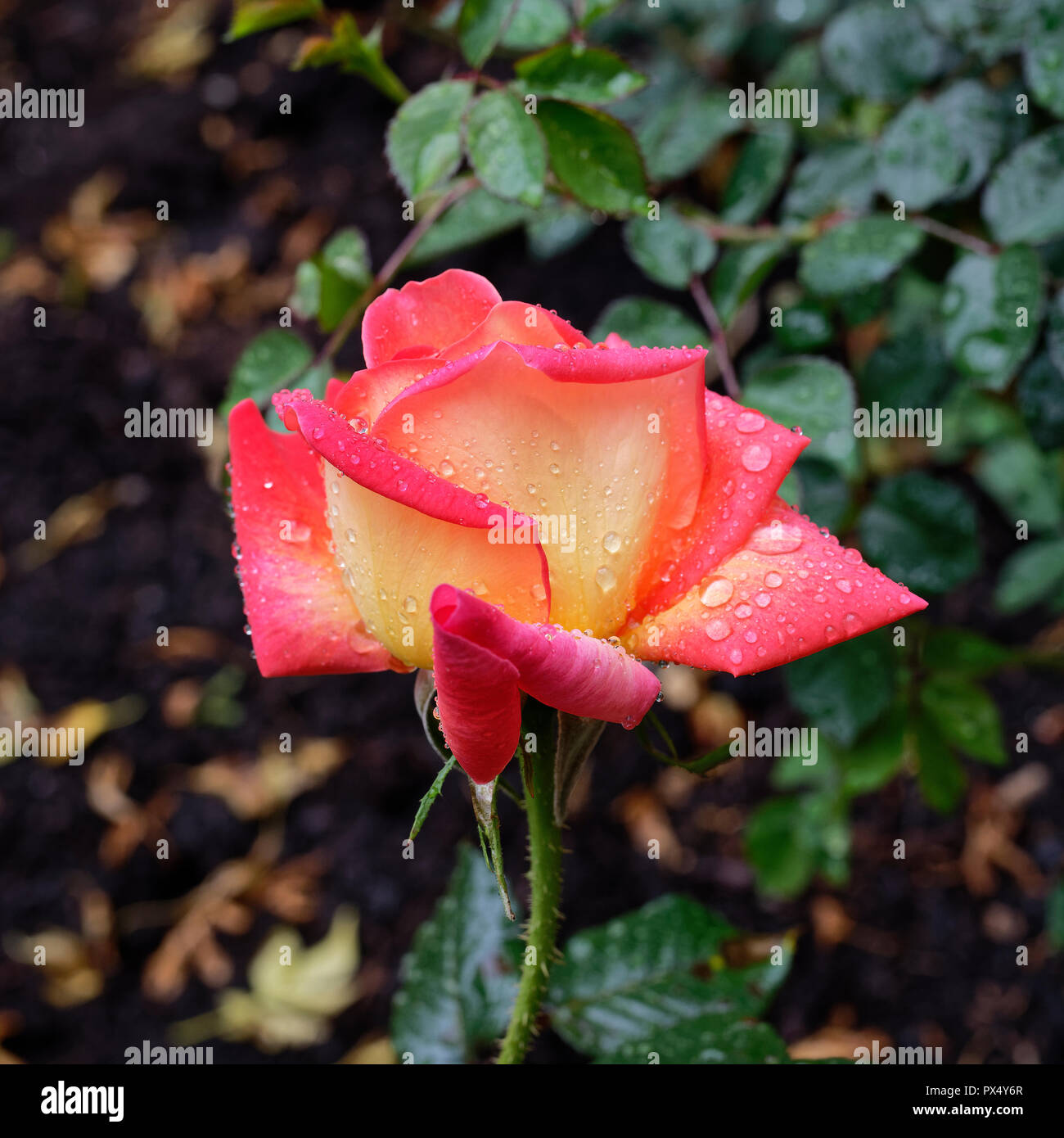 Gardening Australia Roses Stock Photo - Alamy