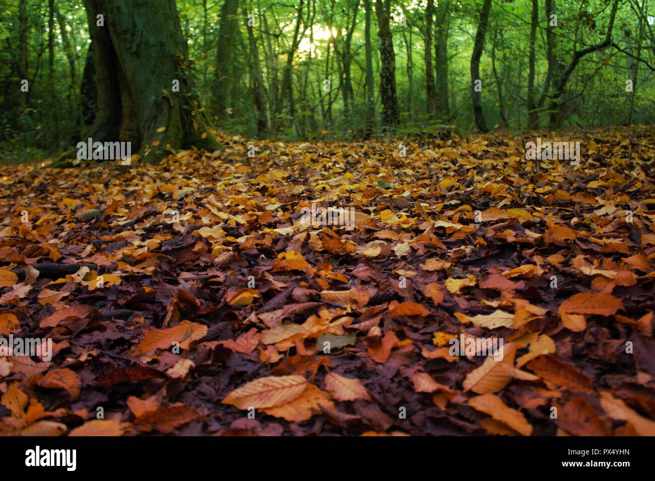 Crispy autumn leaves on woodland path Stock Photo - Alamy