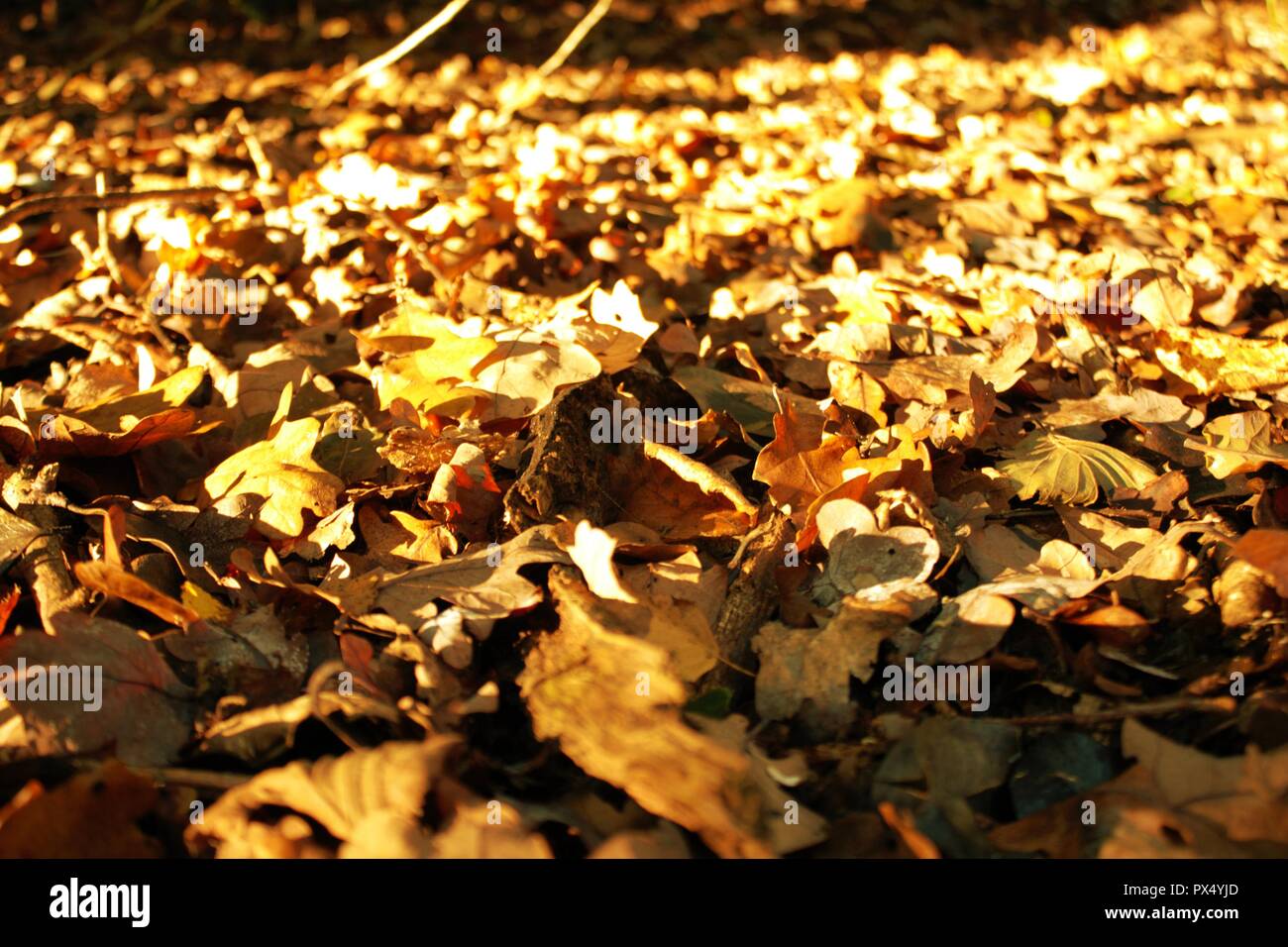 Fallen golden chestnut tree leaves hi-res stock photography and images ...