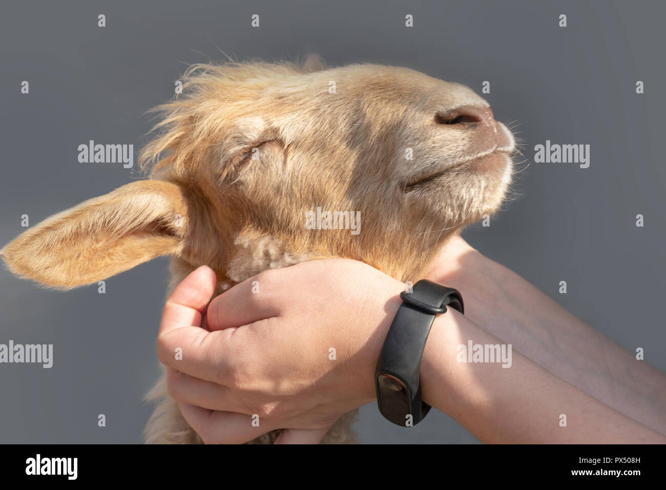Female hands caress the head of a lamb Stock Photo - Alamy