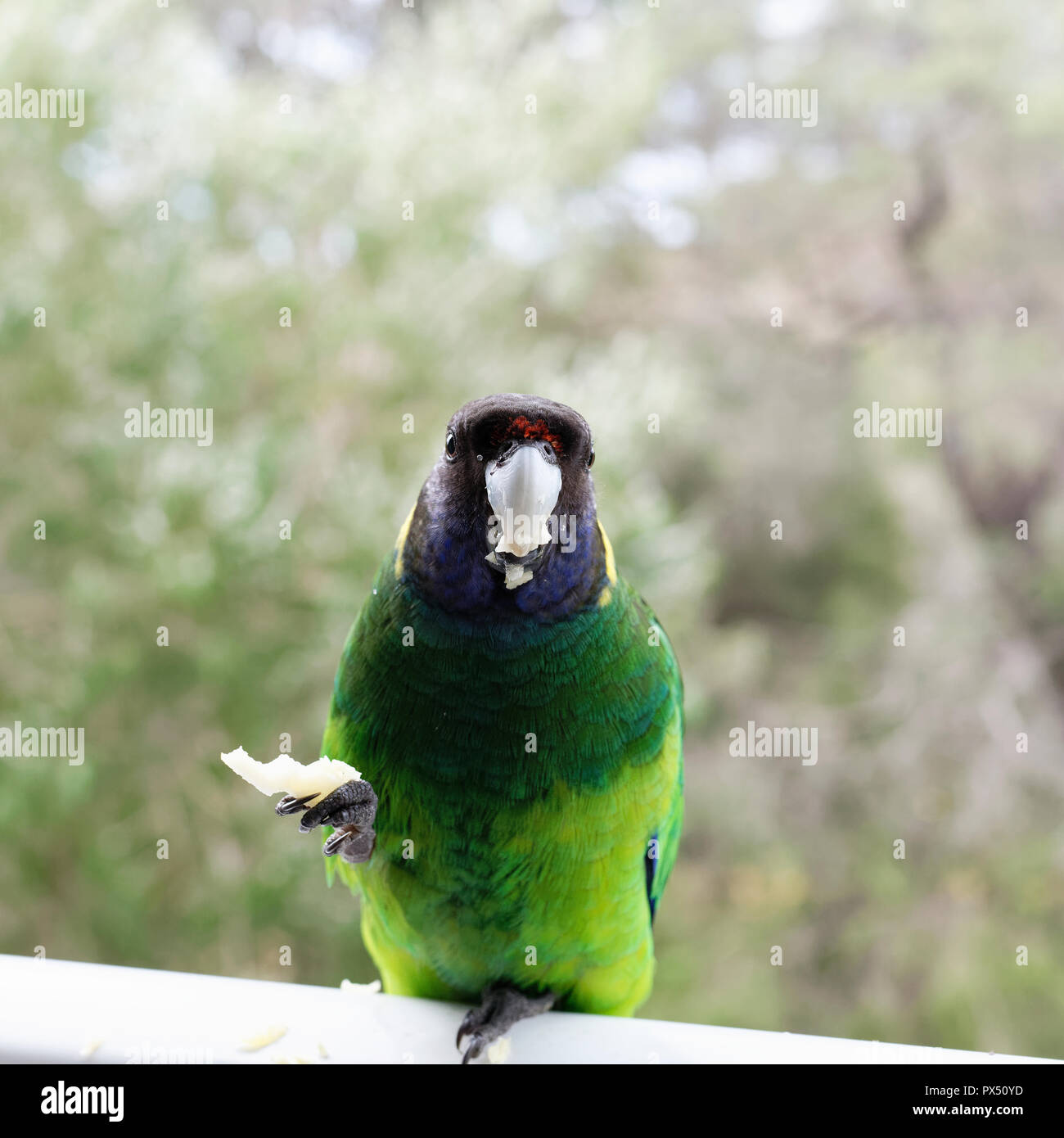 Yellow ring neck parrot hi-res stock photography and images - Alamy