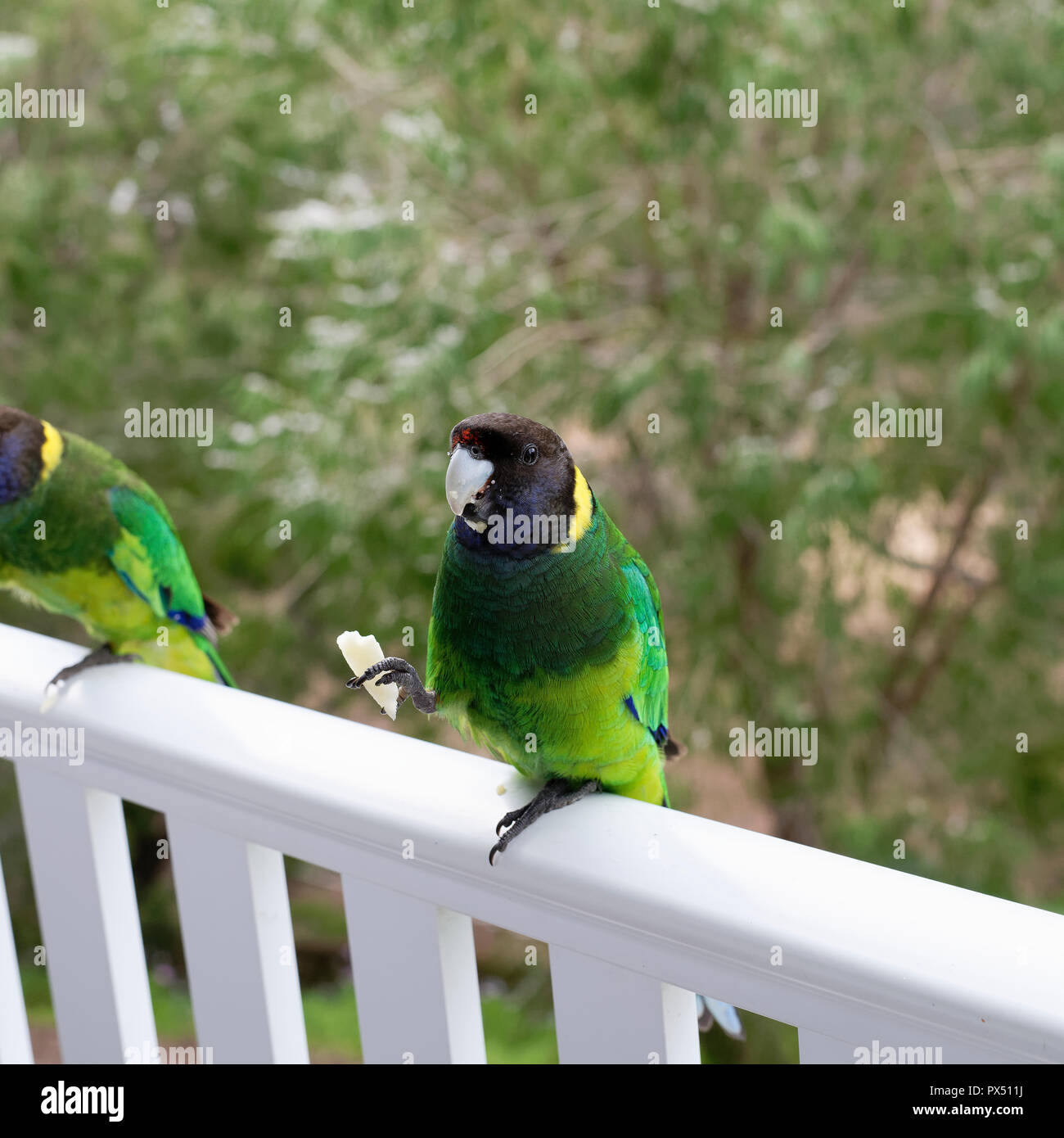 Ring neck birds hi-res stock photography and images - Alamy