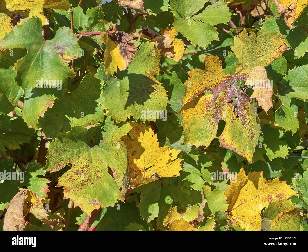 View of leaves of vines in Laghe countryside. It's a place in Pedmont ...