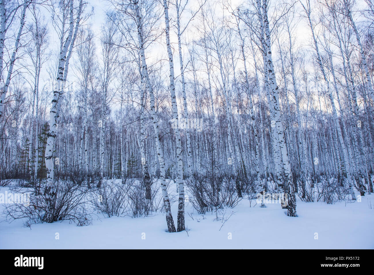 Winter birch forest at dusk Stock Photo - Alamy