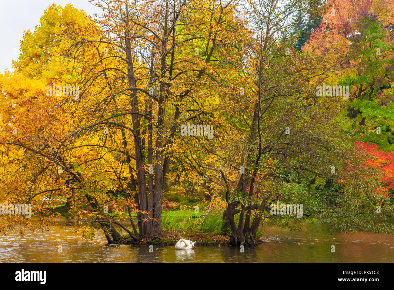 Lovely scene of a single white swan (Cygnus) cleansing its feathers on ...