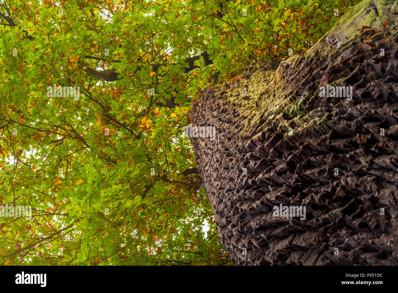 Strong oak tree hi-res stock photography and images - Alamy