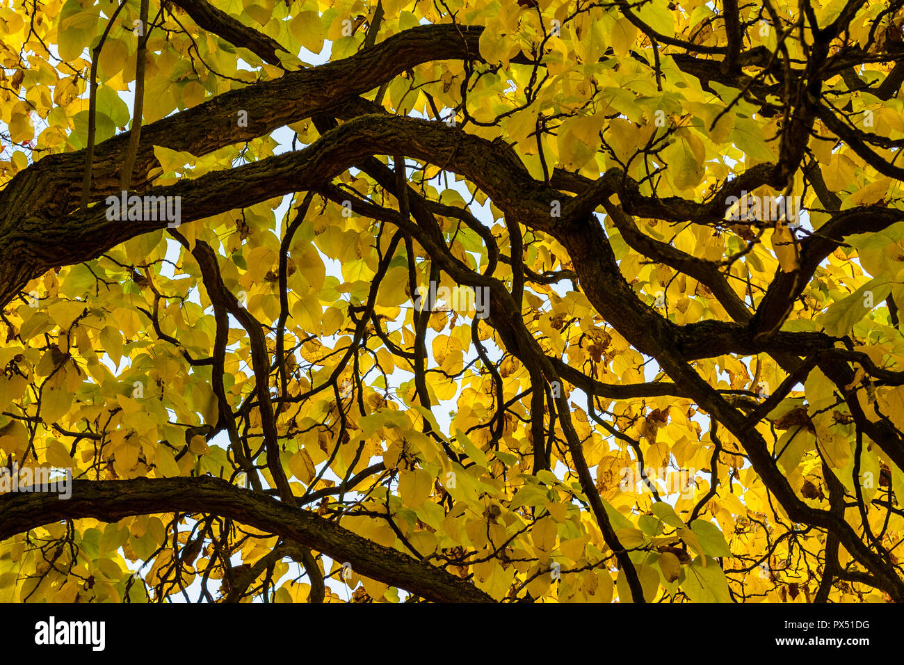 Osage orange tree hi-res stock photography and images - Alamy