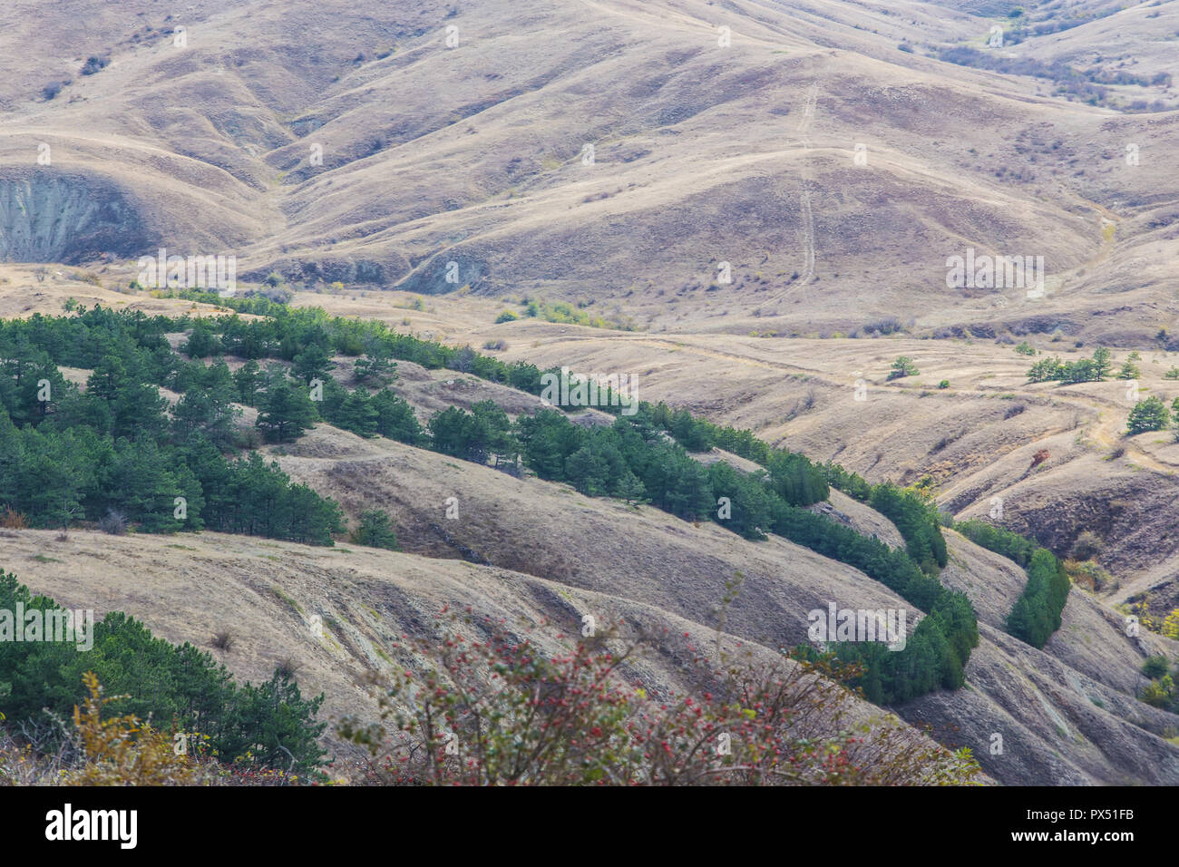 Mountanious landscape with trees in the foreground.Сoniferous and ...