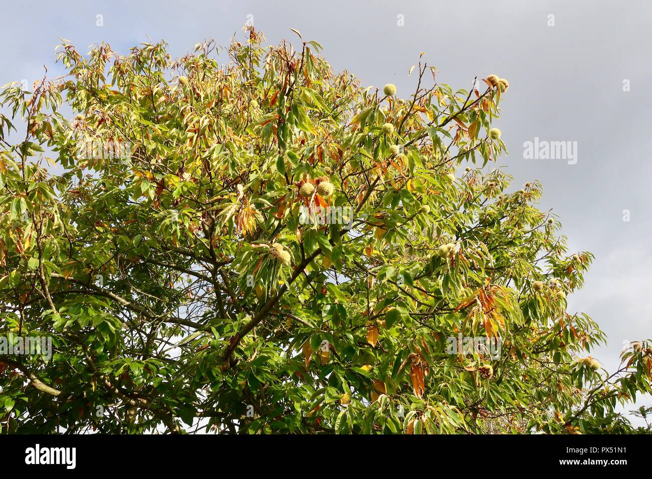 Chestnut tree autumn colours hi-res stock photography and images - Alamy