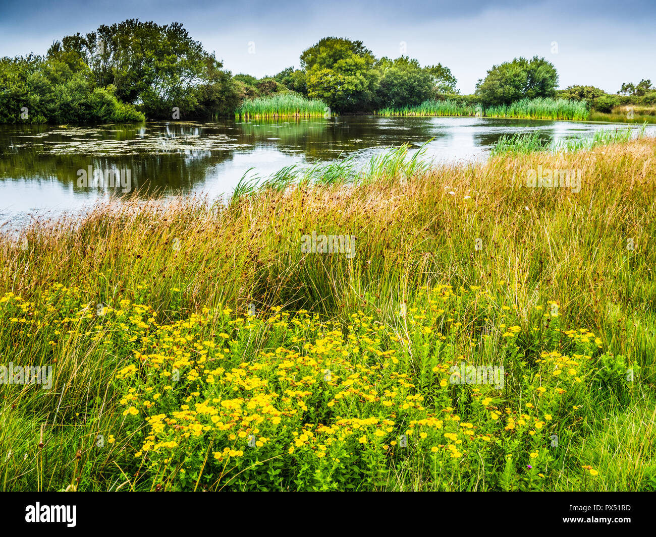 Welsh plants hi-res stock photography and images - Alamy