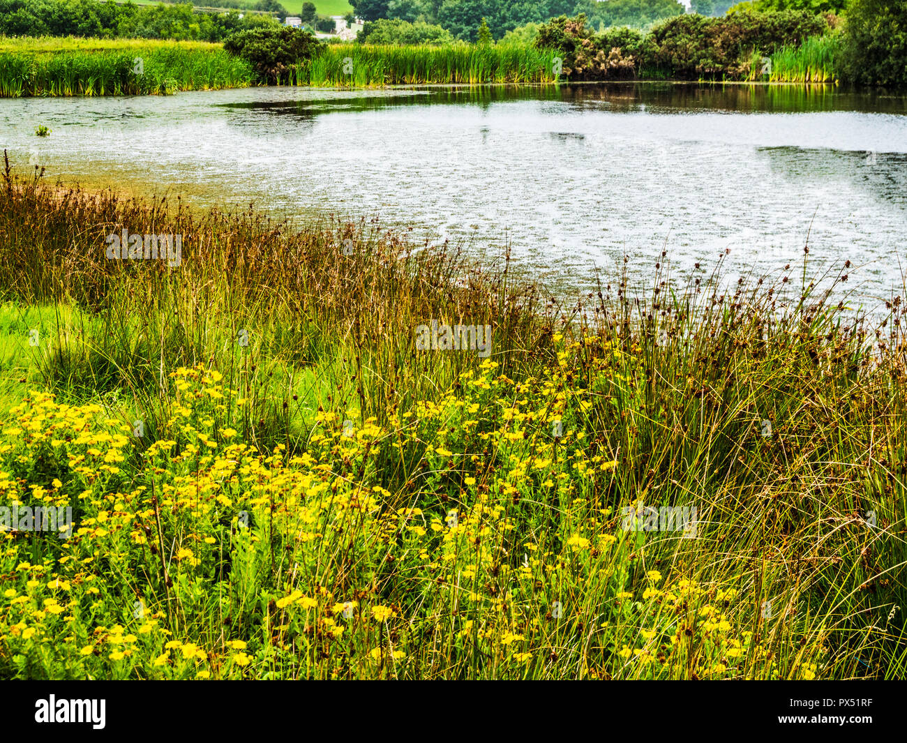 A small pond inland in Ceredigion, Wales near Tresaith Stock Photo - Alamy