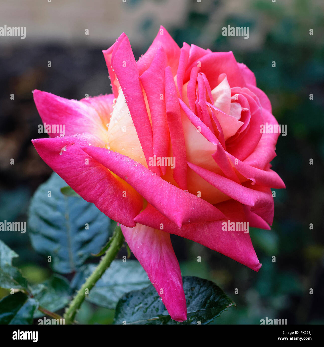 Gardening Australia Roses Stock Photo - Alamy