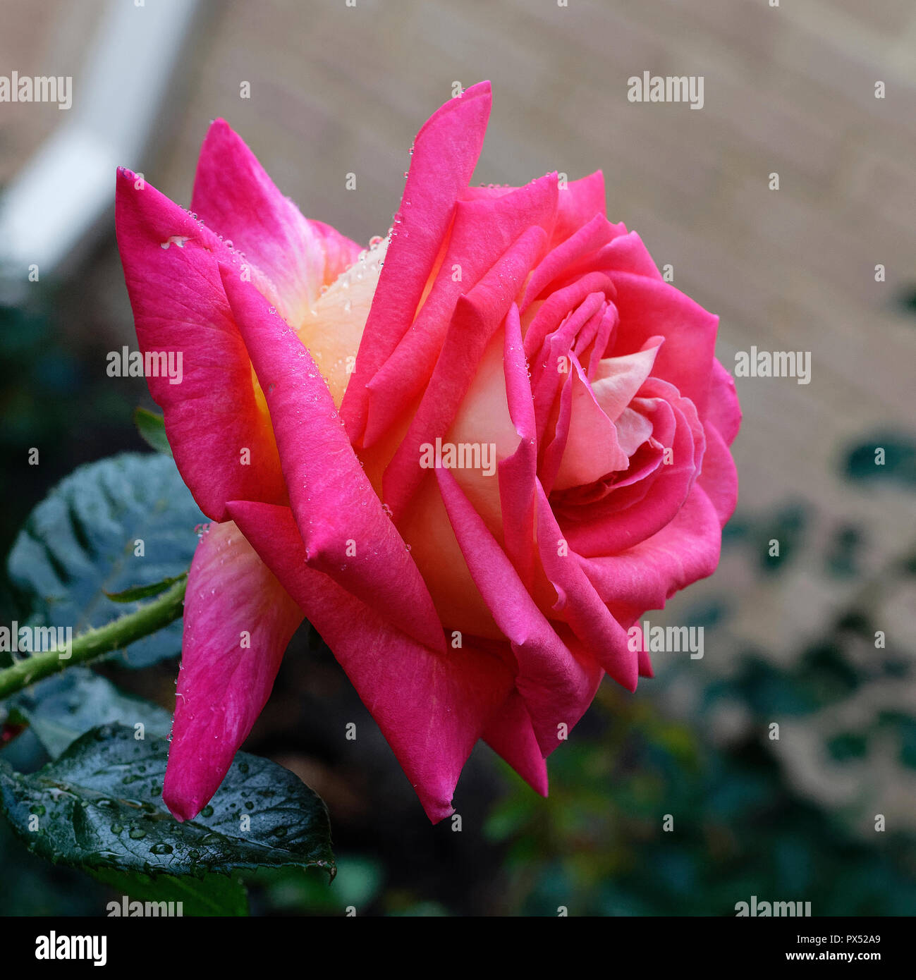 Gardening Australia Roses Stock Photo - Alamy