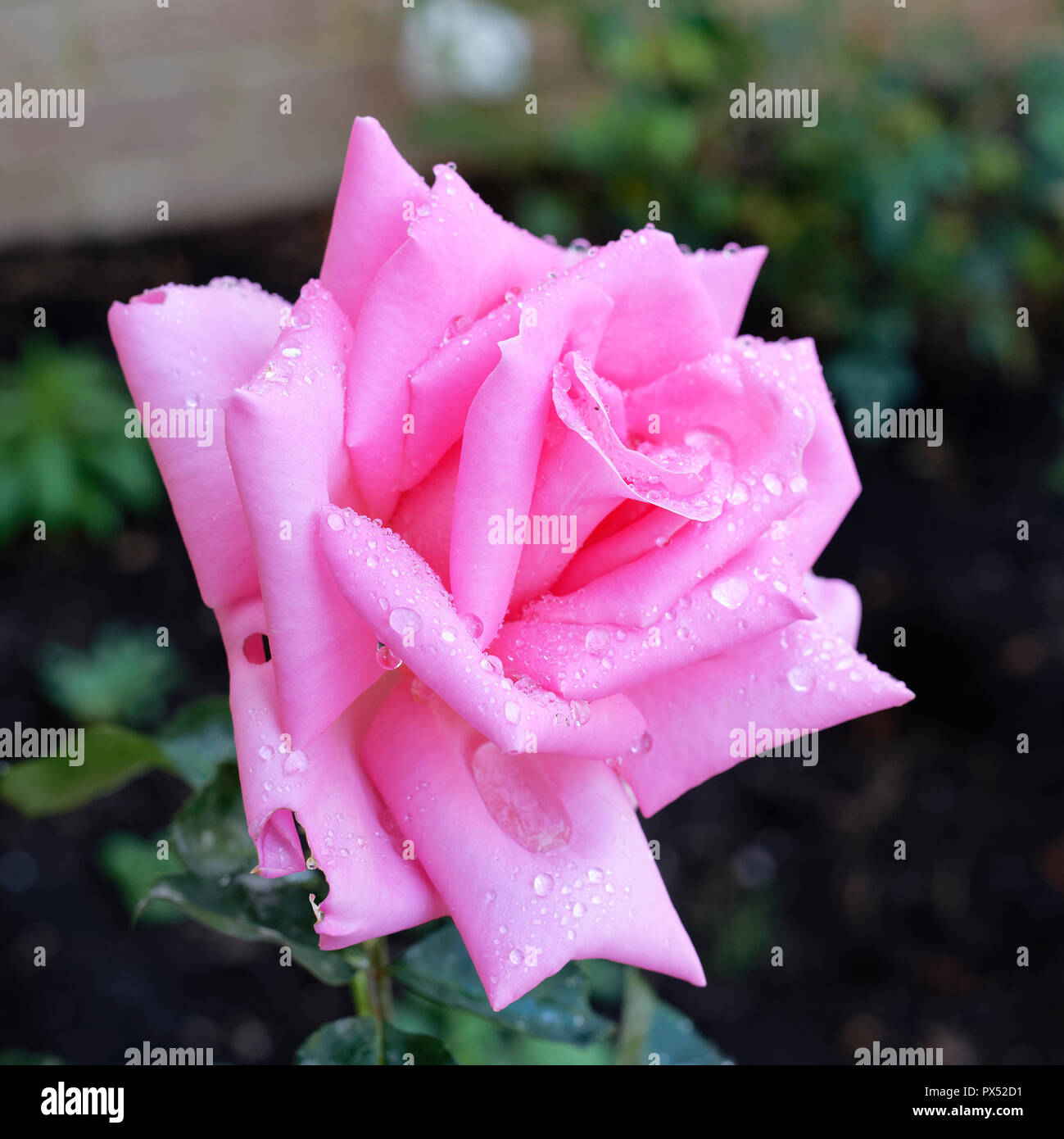 Gardening Australia Roses Stock Photo - Alamy