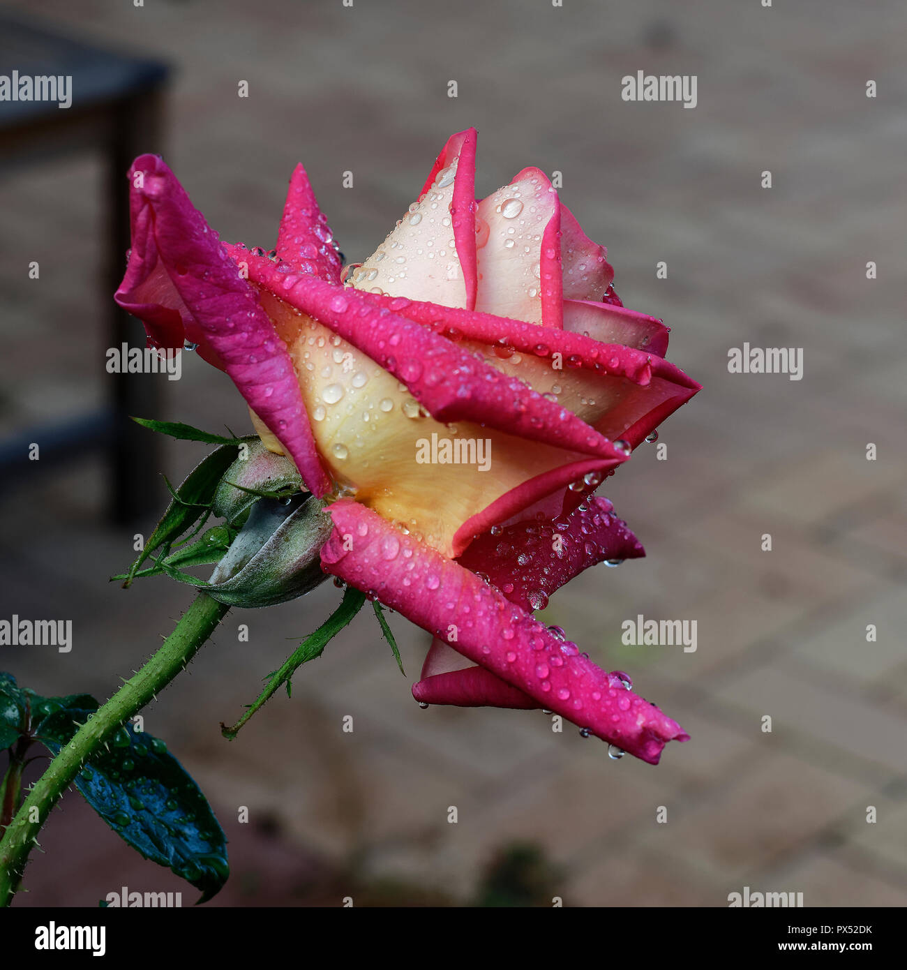 Gardening Australia Roses Stock Photo - Alamy
