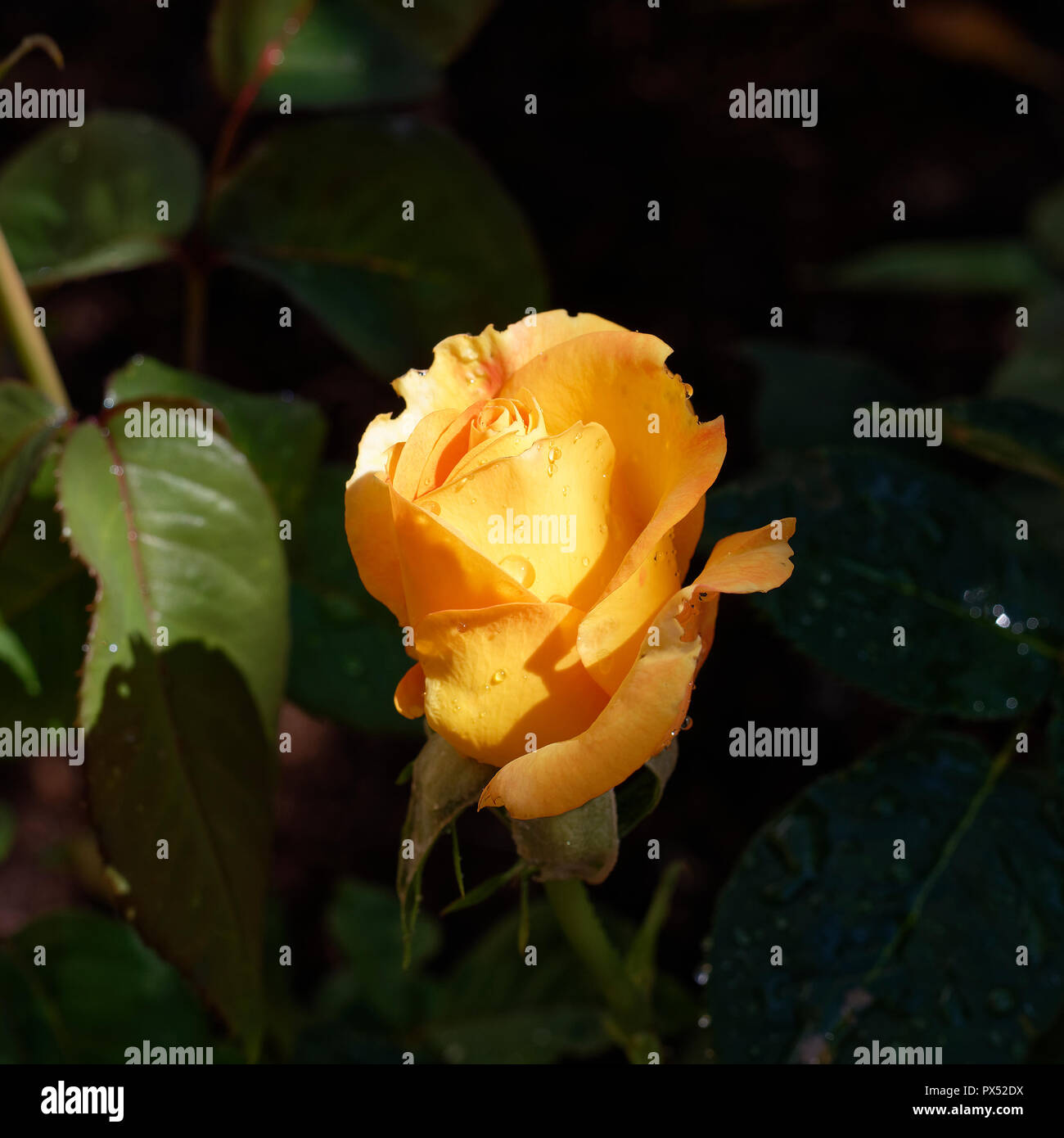 Gardening Australia Roses Stock Photo - Alamy