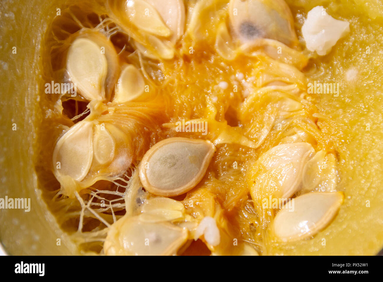 A close up view of a open gem squash with the seeds inside that are ...