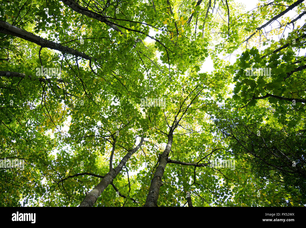 A green tree canopy seen in woodlands in the UK Stock Photo - Alamy