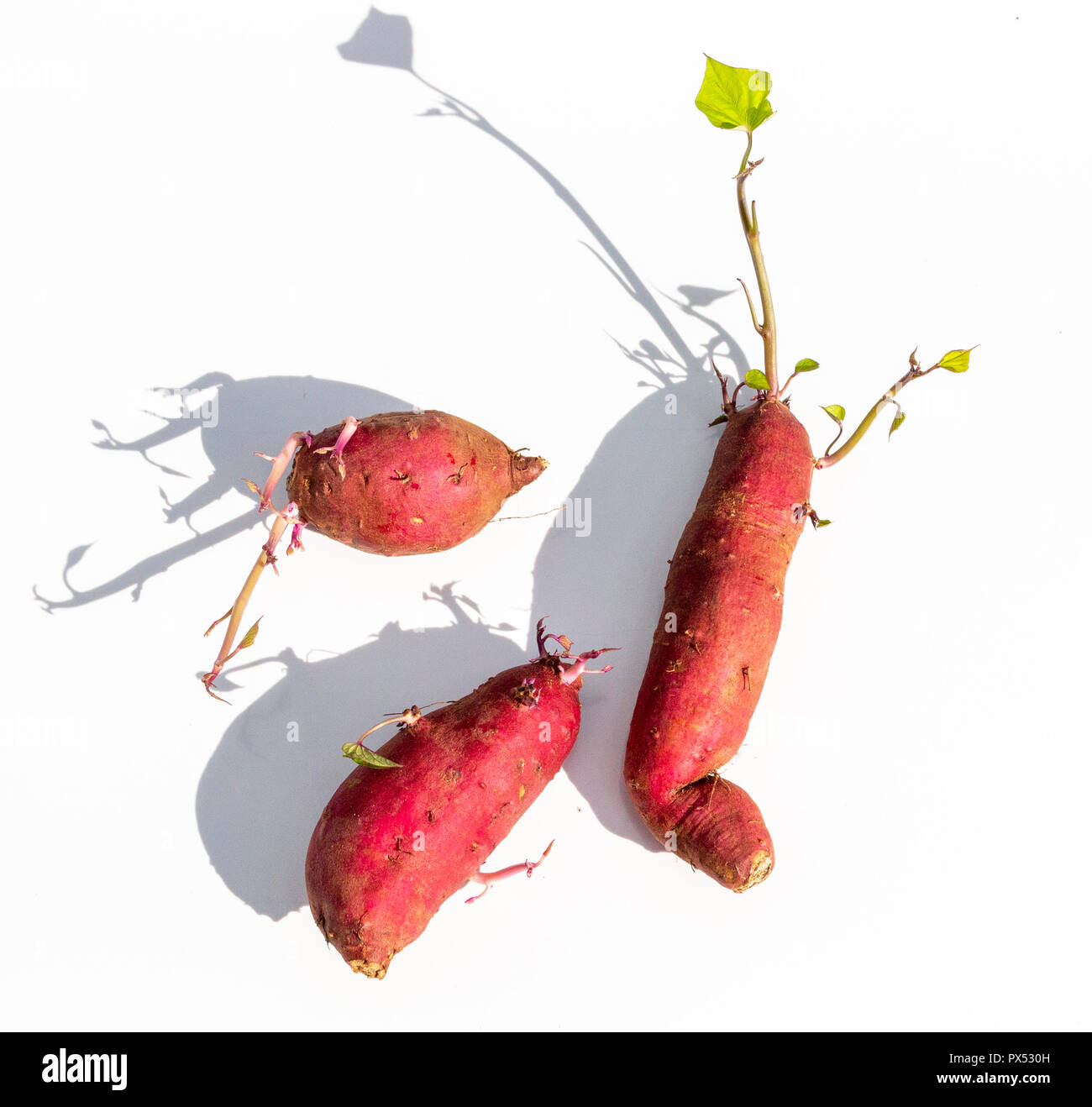 Sweet potatoes growing Cut Out Stock Images & Pictures - Alamy