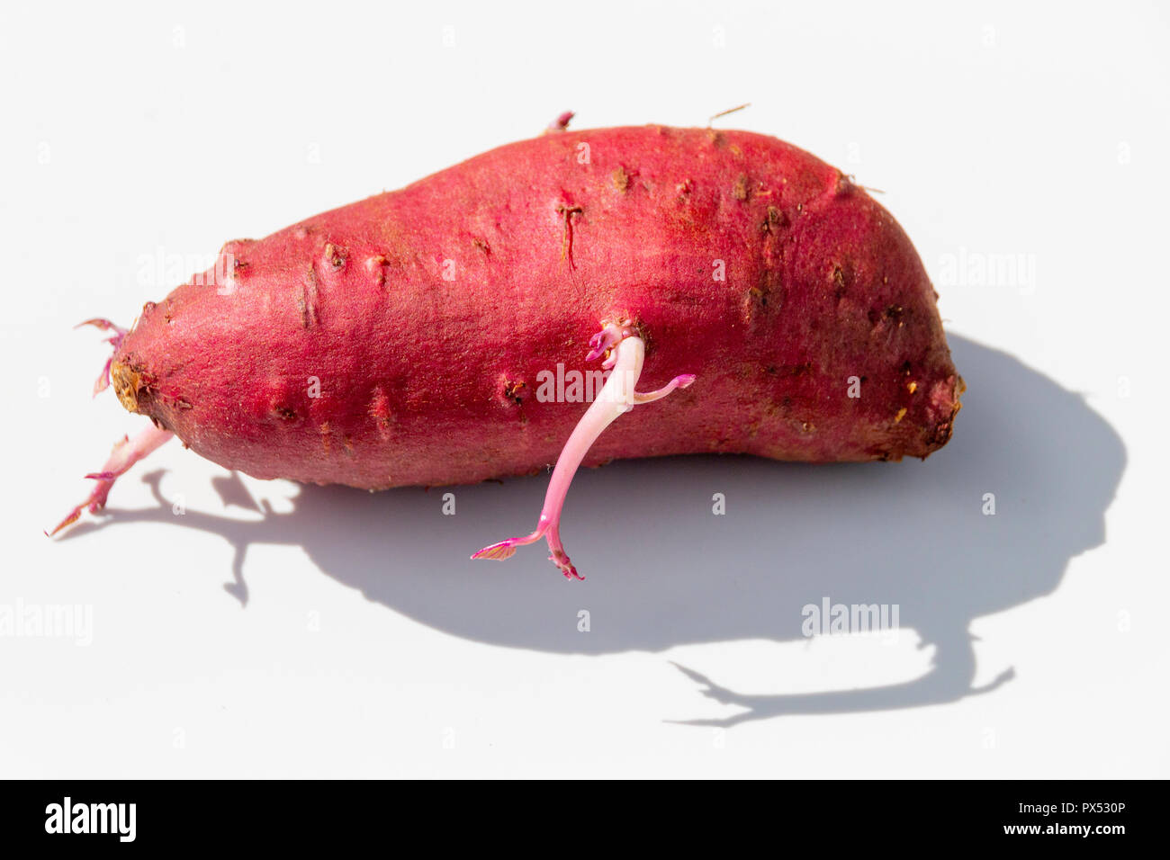 A close up of a red sweet potatoe with roots growing out the top, side ...