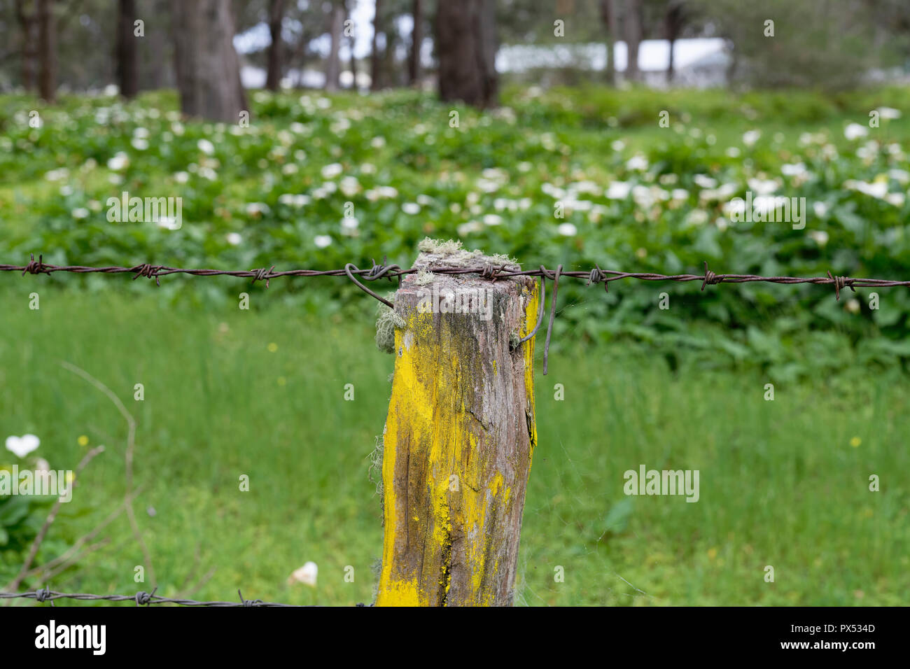Old Barbed Wire Fence Stock Photo - Alamy