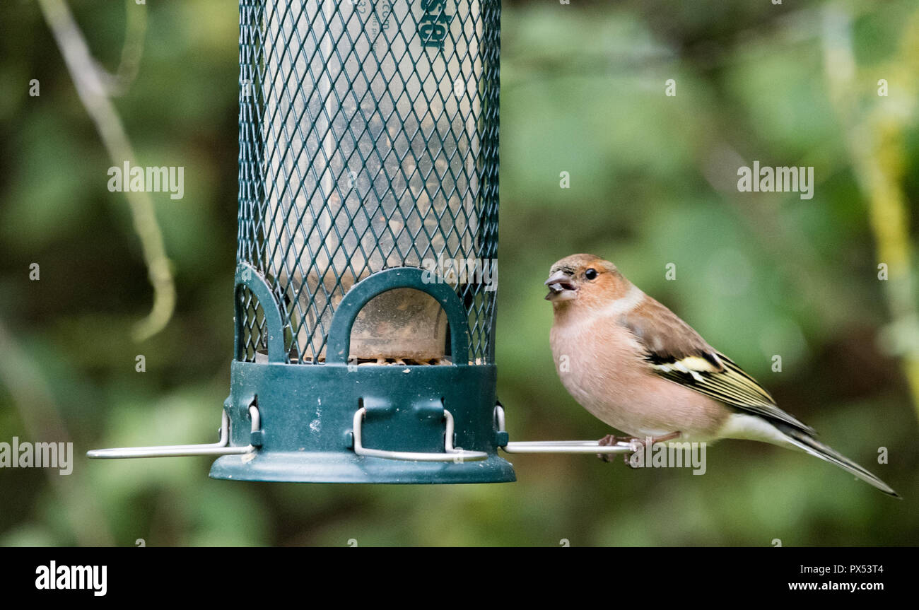 Fringilla species hi-res stock photography and images - Alamy