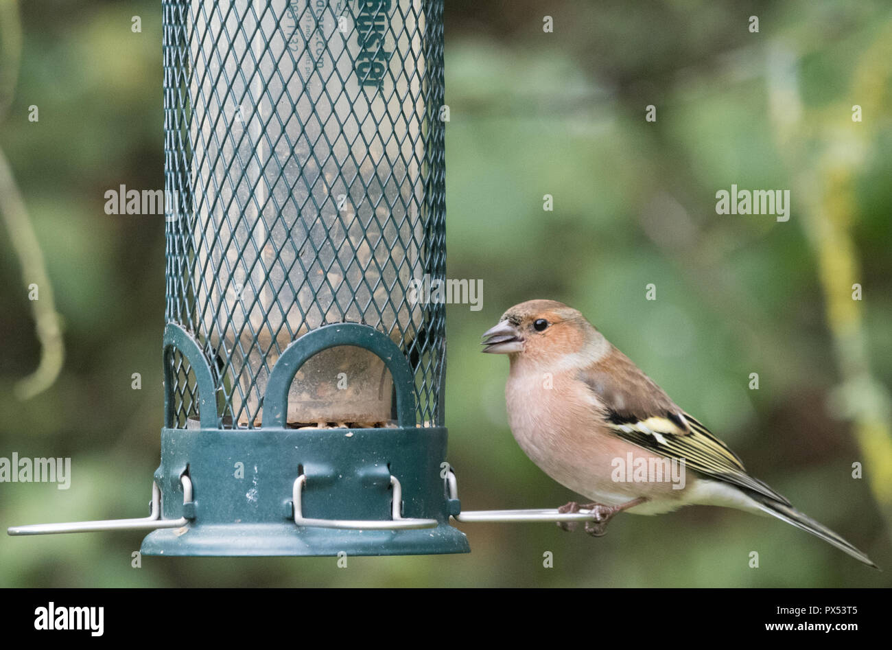 Fringilla species hi-res stock photography and images - Alamy