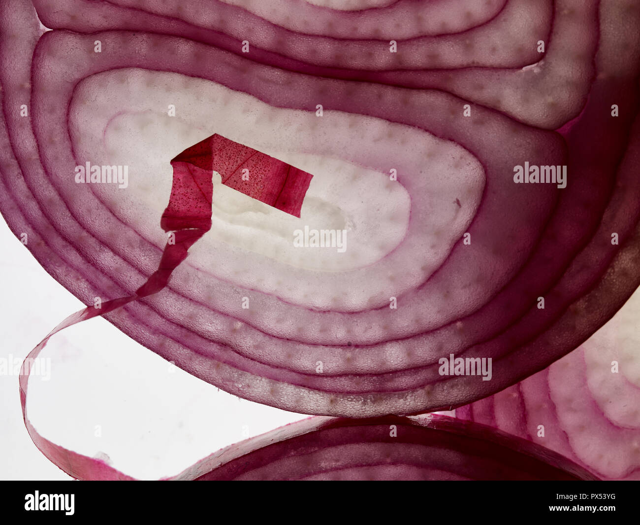 Red onion abstract food photograph Stock Photo - Alamy