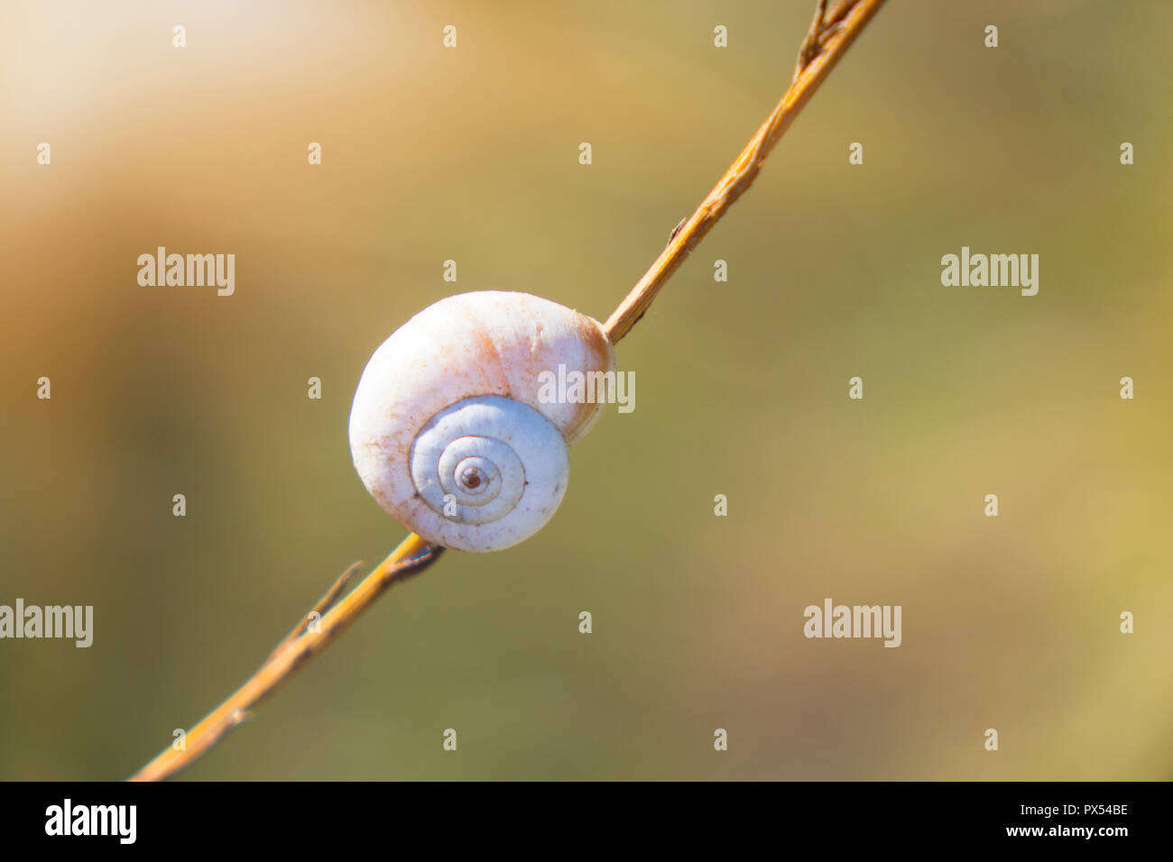 Snail crawling on the stem of a plant. Nature and fauna of the coasts ...