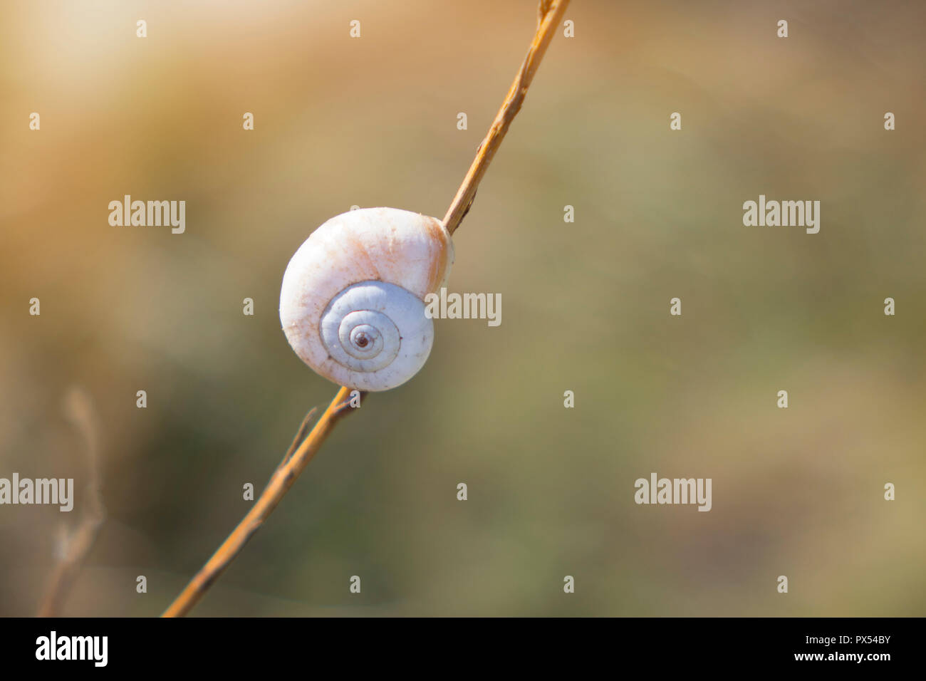Snail crawling on the stem of a plant. Nature and fauna of the coasts ...