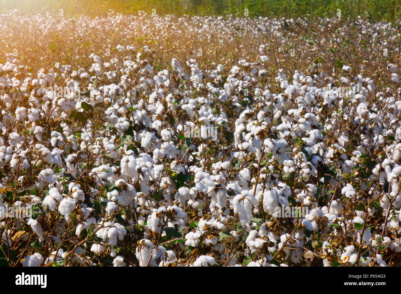 Cotton field background ready for harvest under a golden sunset macro ...