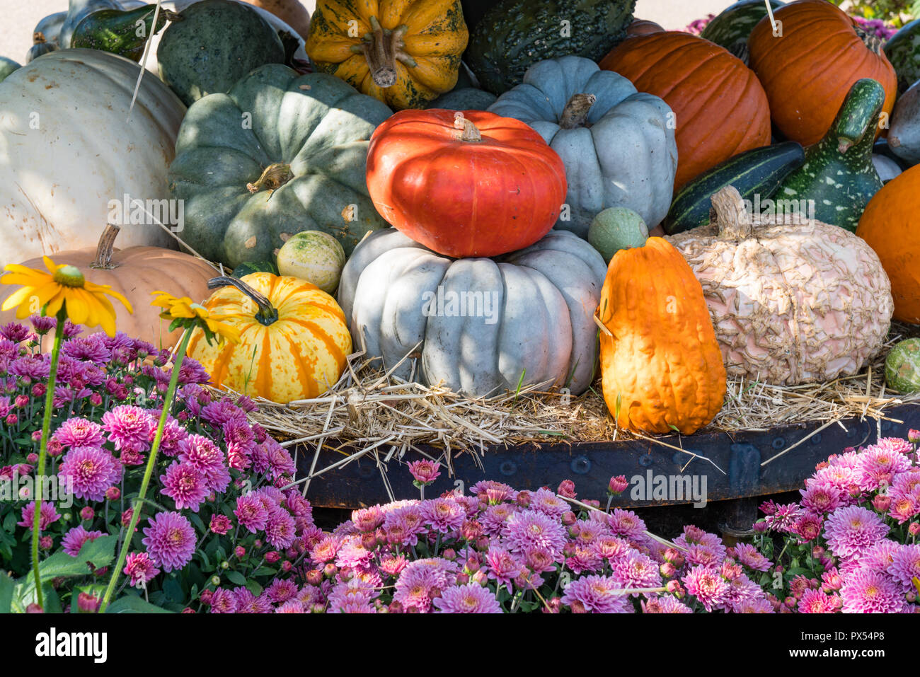 Autumn arrangement of colorful gourds and pumpkins Stock Photo - Alamy